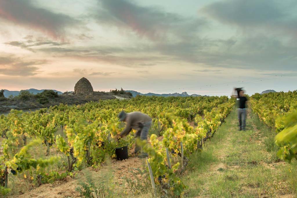 Bodegas Roda – Mentzendorff Site